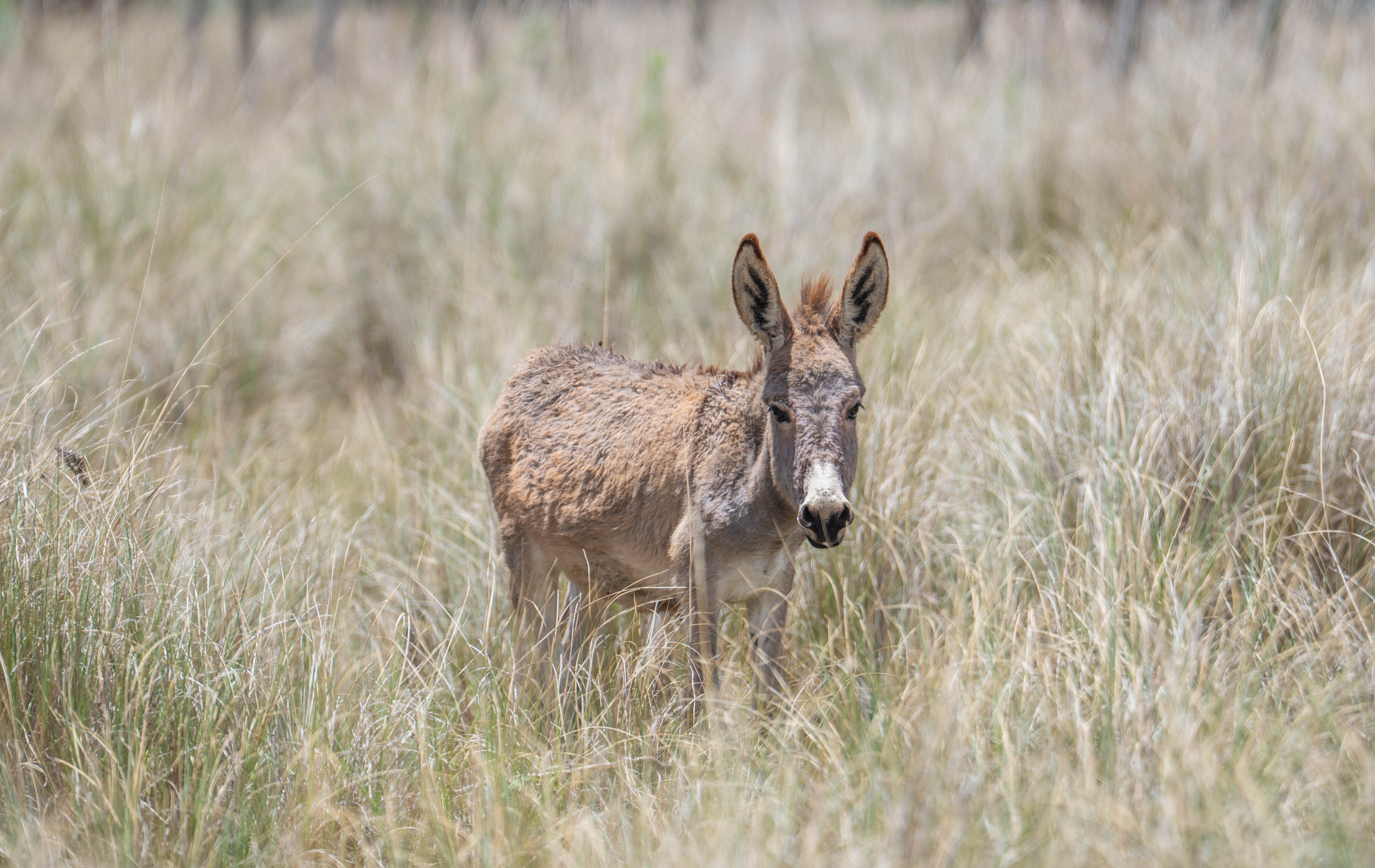 Amazon UK must urgently ban sale of donkey skin products | Action for ...