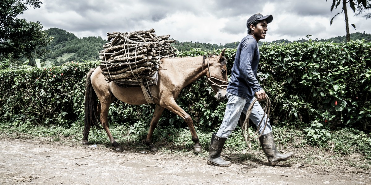 United Nations recognises role of working animals in community disaster ...