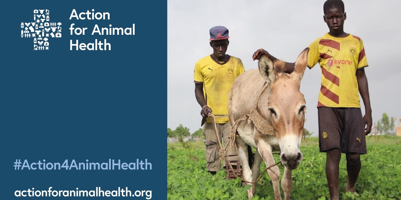 Brooke and partners launch new initiative for animal health | Brooke