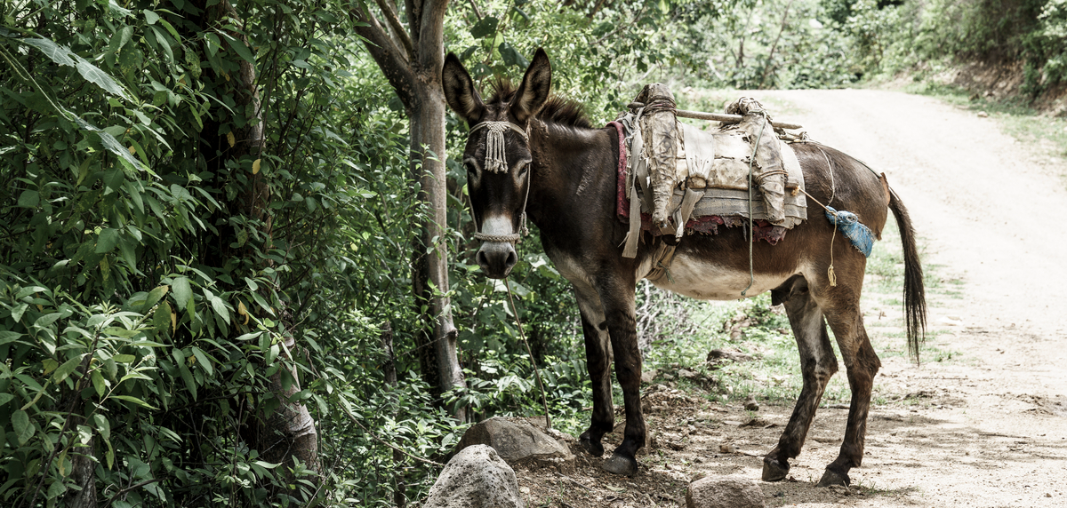 Donkey skin trade in Latin America: Recommendations for a growing ...