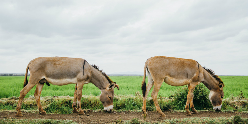 Seven facts about the donkey skin trade | Brooke