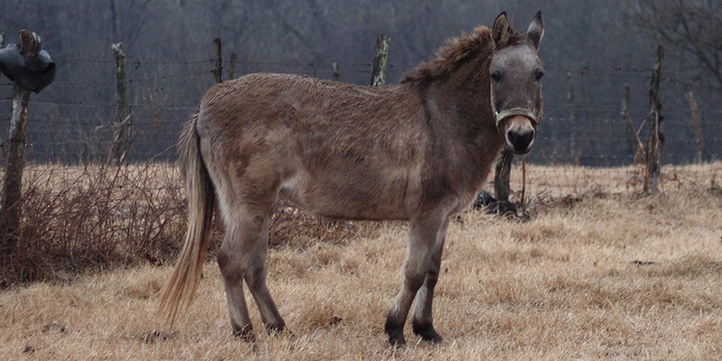 Mule Horse Donkey Cross