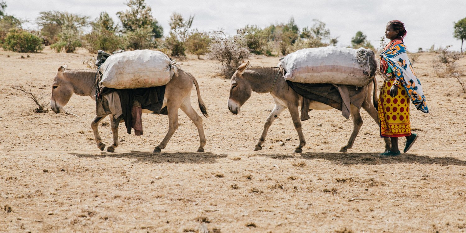 Donkey Carrying