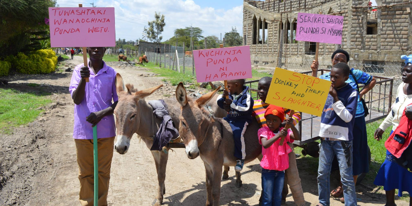 Children protest against donkey theft and the donkey skin trade in ...