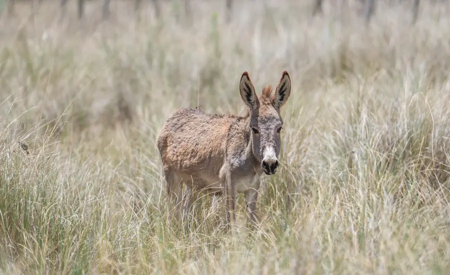 Amazon UK must urgently ban sale of donkey skin products | Action for ...